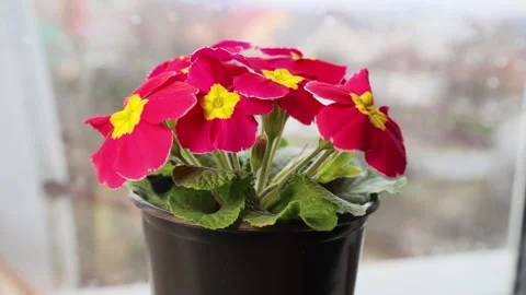 Primula primrose flowers on pot on windo... | Stock Video | Pond5