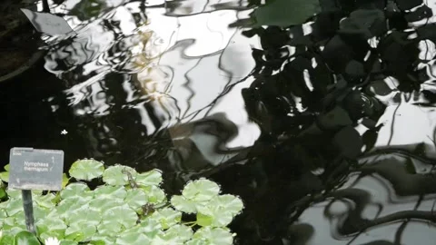 Princess_Lily Stock Videos – Royalty-Free HD & 4K Videos