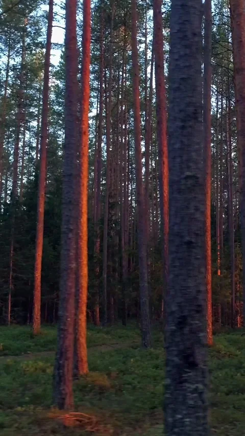 Shot Short Videos Stock Videos – Royalty-Free HD & 4K Videos | Pond5