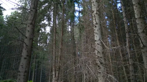 Pristine nature, motion between pine tre... | Stock Video | Pond5