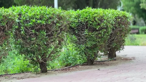 Well Trimmed Bush Stock Videos – Royalty-Free HD & 4K Videos