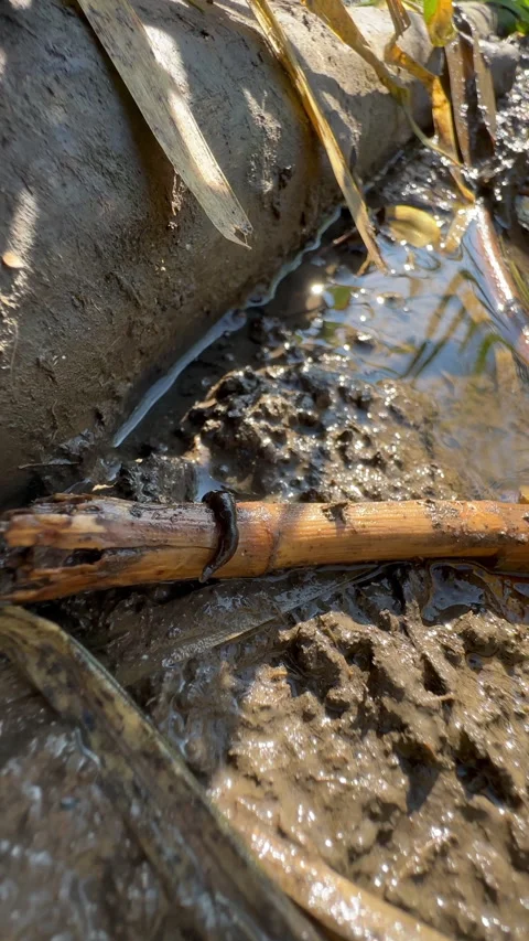Proboscis leech, Horse leech, jawed leec... | Stock Video | Pond5