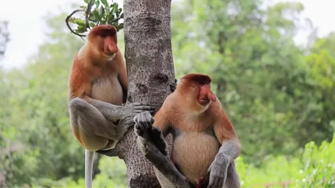 Proboscis Monkey in Borneo rainforest Sa... | Stock Video | Pond5