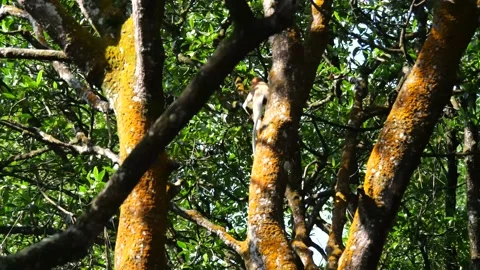 Proboscis Monkey jumping on a tree in th... | Stock Video | Pond5