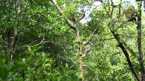 Proboscis Monkey jumping on a tree in th... | Stock Video | Pond5