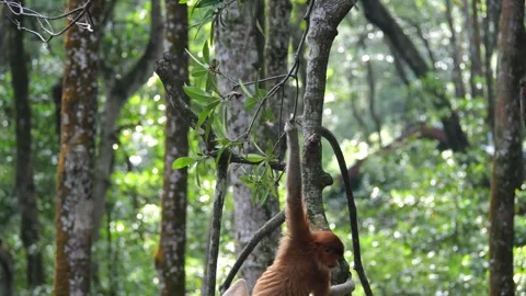 Proboscis Monkey jumping on a tree in th... | Stock Video | Pond5