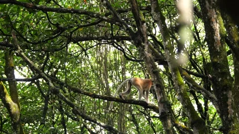 Proboscis Monkey jumping on a tree in th... | Stock Video | Pond5