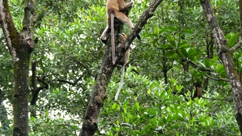 Proboscis Monkey jumping on a tree in th... | Stock Video | Pond5