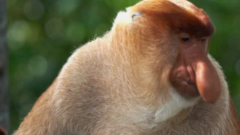 Monkey Long Nose Stock Videos – Royalty-Free HD & 4K Videos | Page 5