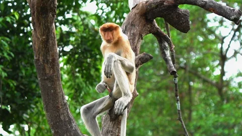 Monkey Long Nose Stock Videos – Royalty-Free HD & 4K Videos | Page 5
