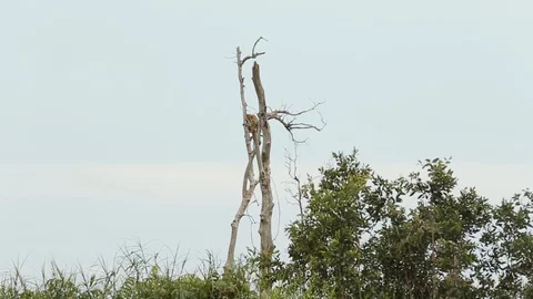 Monkey Long Nose Stock Videos – Royalty-Free HD & 4K Videos | Page 5