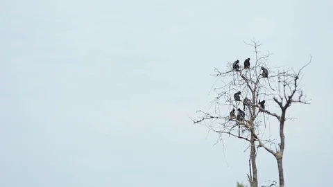 Monkey Long Nose Stock Videos – Royalty-Free HD & 4K Videos | Page 5