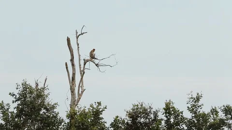 Monkey Long Nose Stock Videos – Royalty-Free HD & 4K Videos | Page 5