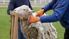 Sheep Wool Cutting