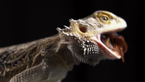 Process of feeding of bearded agama drag... | Stock Video | Pond5