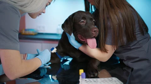 Vet Process Stock Video Footage | Royalty Free Vet Process Videos | Pond5