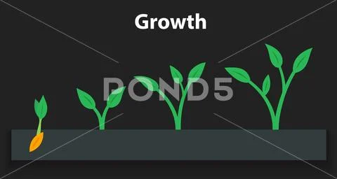 The process of growing plants. Stages and timeline infographic of ...