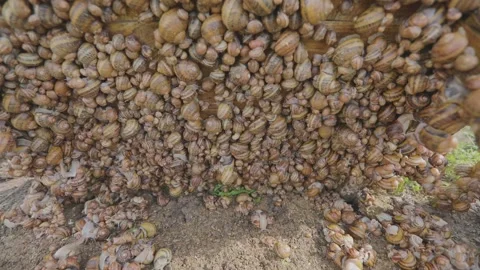 The process of growing snails. There are... | Stock Video | Pond5