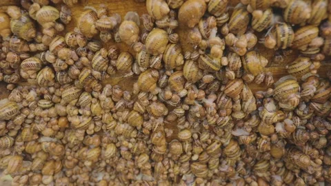The process of growing snails. There are... | Stock Video | Pond5