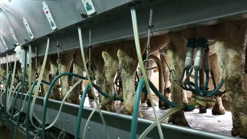 Process of machine milking of cows on fa... | Stock Video | Pond5