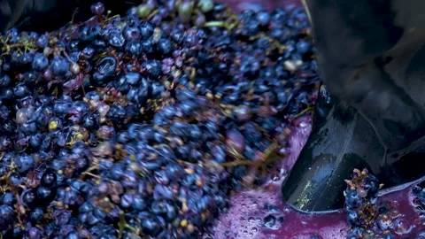 Process of Making Organic Red Wine Craft... | Stock Video | Pond5