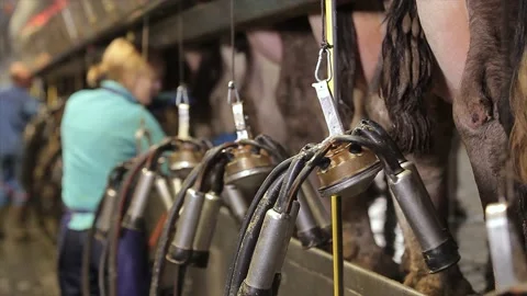 The process of milking cows on a dairy f... | Stock Video | Pond5