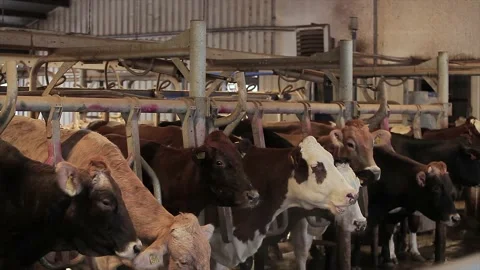 The process of milking cows on a dairy f... | Stock Video | Pond5