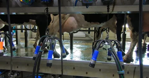 The process of milking cows on the farm. | Stock Video | Pond5