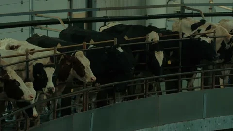 Dairy Milking Machine Stock Videos – Royalty-Free HD & 4K Videos | Page 6