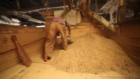 the process of milling paddy into rice i... | Stock Video | Pond5