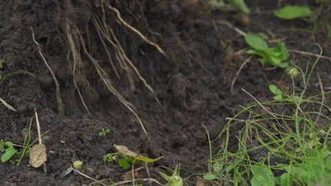 The process of pulling plants from the g... | Stock Video | Pond5