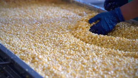 Process Of Sorting Ripe Juicy Corn | Stock Video | Pond5