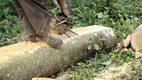 Process of splitting a tree with a large... | Stock Video | Pond5