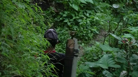 The process of tapping sap from palm tre... | Stock Video | Pond5