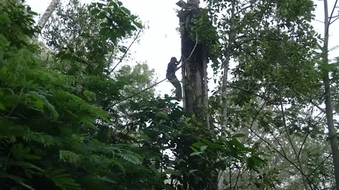 The process of tapping sap from palm tre... | Stock Video | Pond5