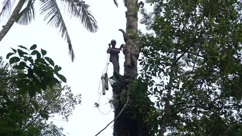 The process of tapping sap from palm tre... | Stock Video | Pond5