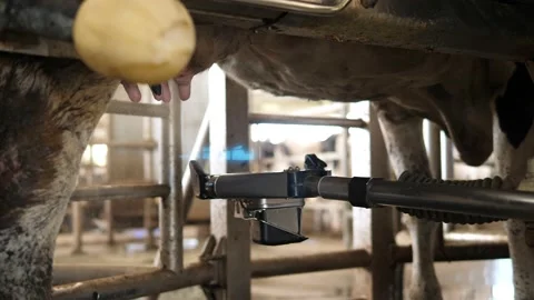 The process of washing the udder on a mo... | Stock Video | Pond5