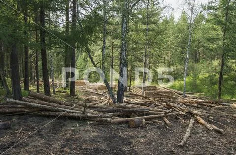 Production of log cabins on the forest plot. Stock Photo #114412770