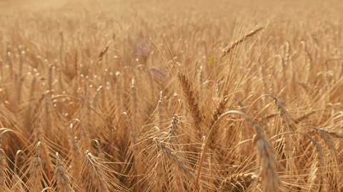 Production Reco Stock Videos – Royalty-Free HD & 4K Videos | Pond5