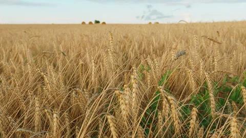 Production Reco Stock Videos – Royalty-Free HD & 4K Videos | Pond5