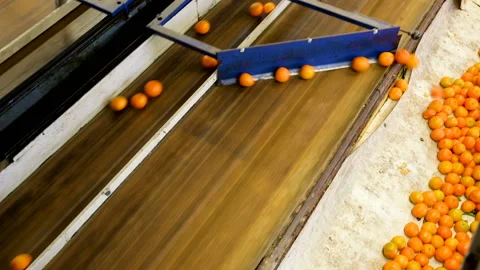 Citrus Packing Stock Videos – Royalty-Free HD & 4K Videos