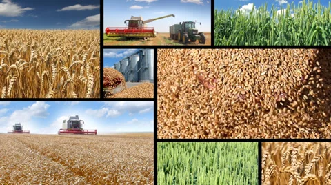 Production Of Wheat Collage Stock Footage ~ Royalty Free Stock Videos ...