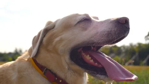 Tongue Profile Stock Videos – Royalty-Free HD & 4K Videos | Pond5