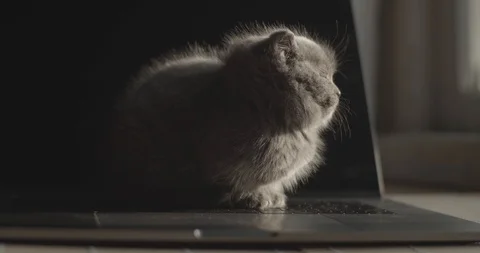 Black Profile Screen Stock Videos – Royalty-Free HD & 4K Videos | Pond5