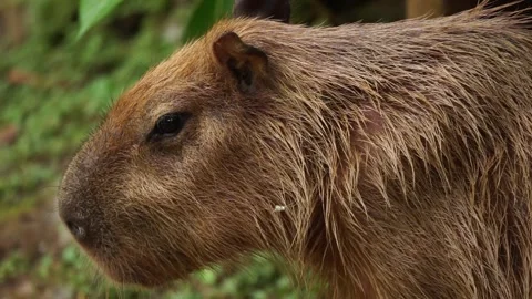 Profile side view closeup of Capybara wi... | Stock Video | Pond5