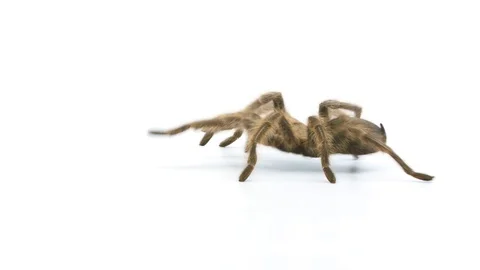 Profile side view of a tarantula walking... | Stock Video | Pond5