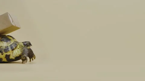 Profile of a turtle with a cardboard box... | Stock Video | Pond5