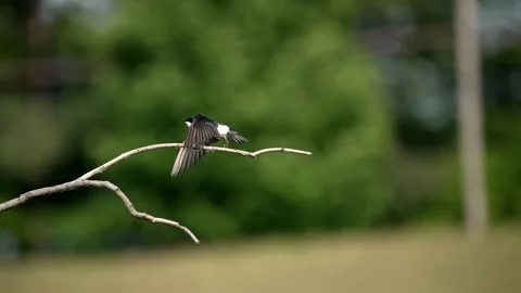 Swallow Skinny Stock Videos – Royalty-Free HD & 4K Videos