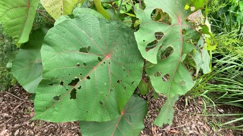 Progression of Leaf Damage Over Time | Stock Video | Pond5