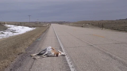Dead Antelope Stock Videos – Royalty-Free HD & 4K Videos